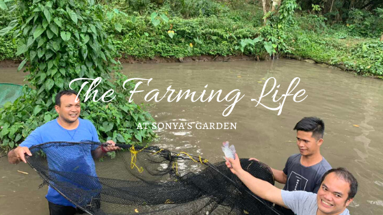 The Farm Life at Sonya's Garden - Sonya's Garden