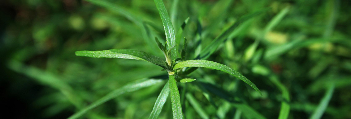 Top 5 benefits of tarragon - how drinking tarragon tea can improve sleep
