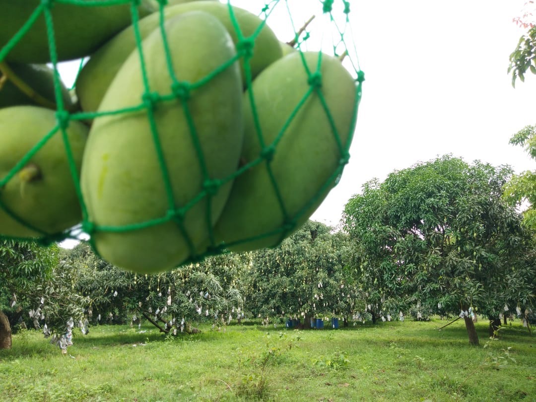 4 Things to Look Forward to in Sonya’s Garden for 2021 - Sonya's Garden